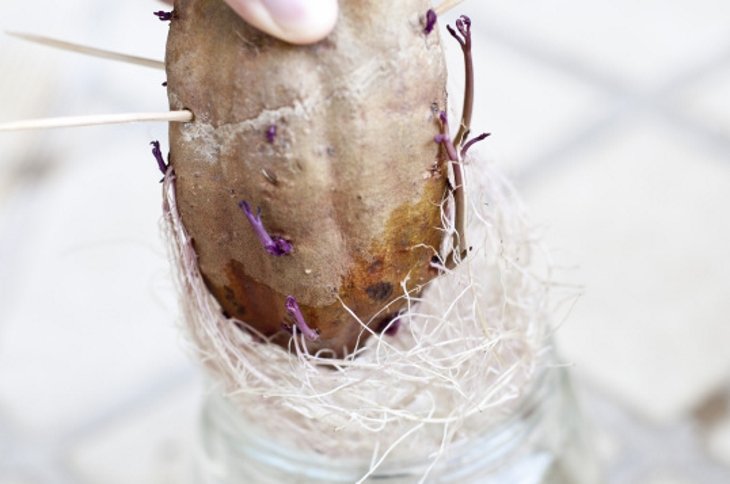 She Sticks 4 Toothpicks Into A Potato. I Wish I Knew This Nifty Trick A ...